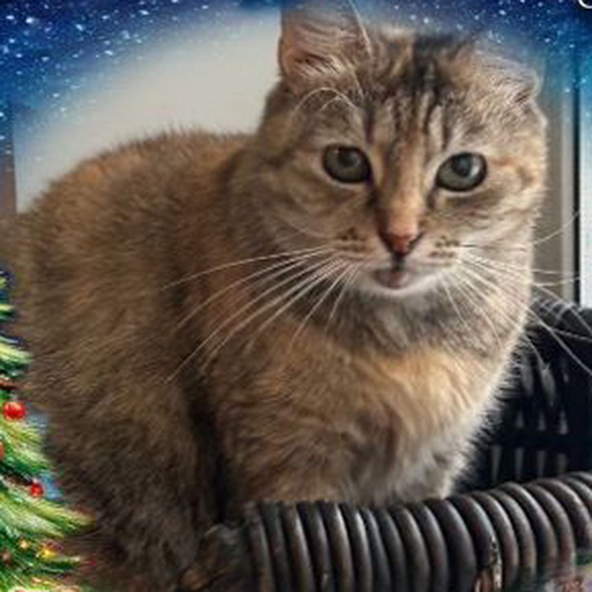 Европейская короткошёрстная, взрослая кошка