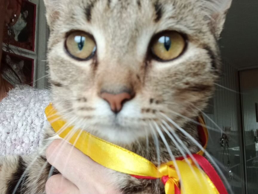 Девочка припевочка в добрые руки