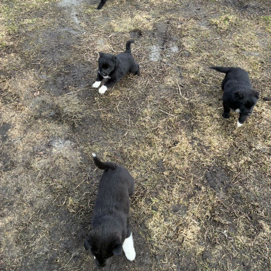 Лайка, щенок