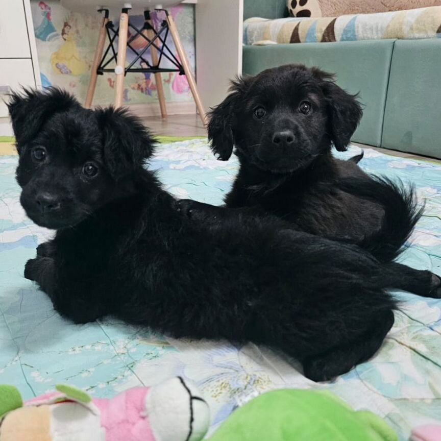 Щенок в добрые руки