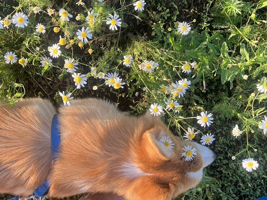 Шлейка и поводок биотановые