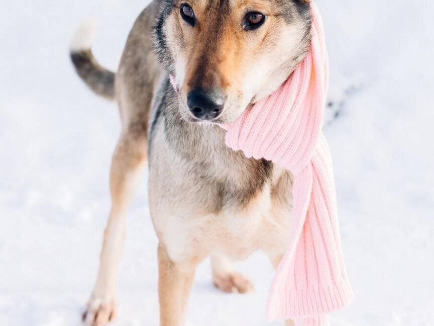 Матильда ищет дом