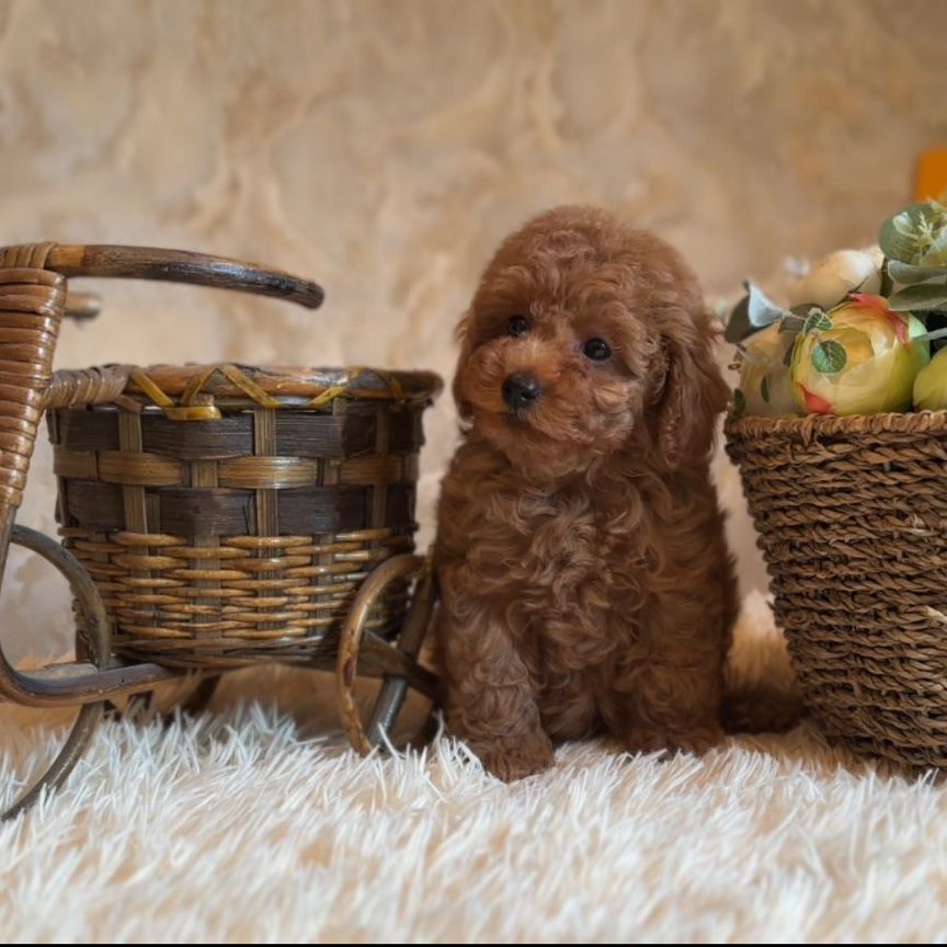 Шикарные девочки Ред Браун, мелкая миниатюра