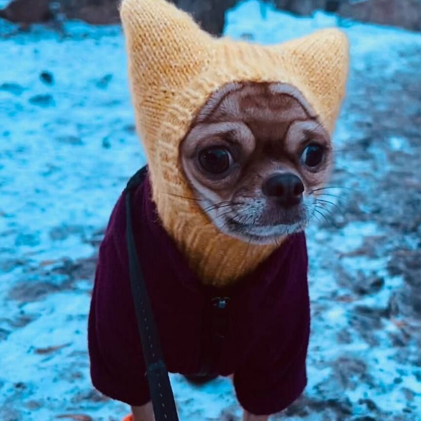 Вязание для животных