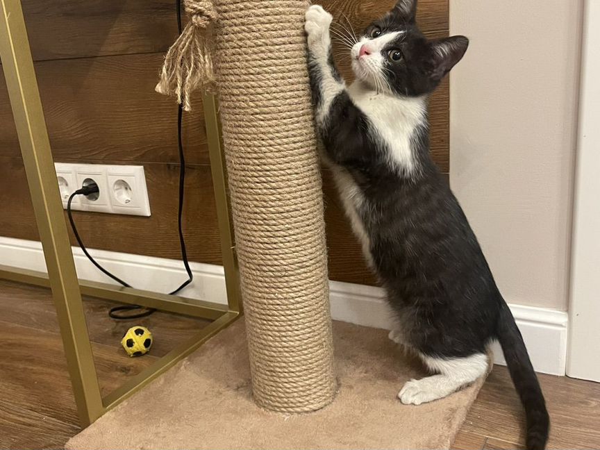 Котенок мальчик
