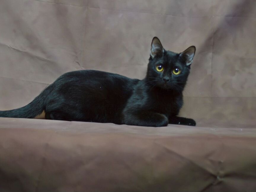 Котик метис с бурманской кошкой