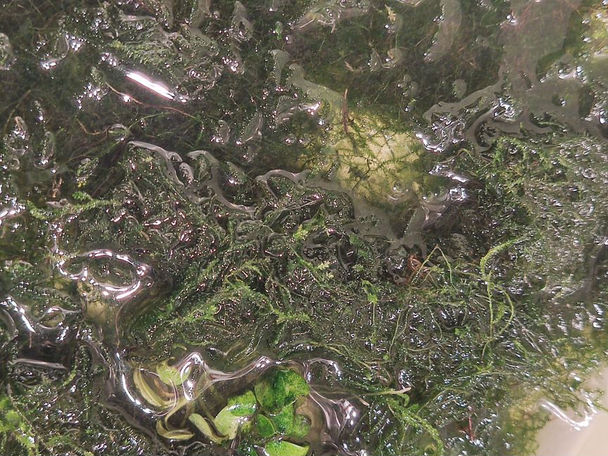 Мох для аквариума, микс