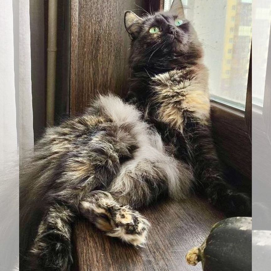 Сибирская кошка, взрослая