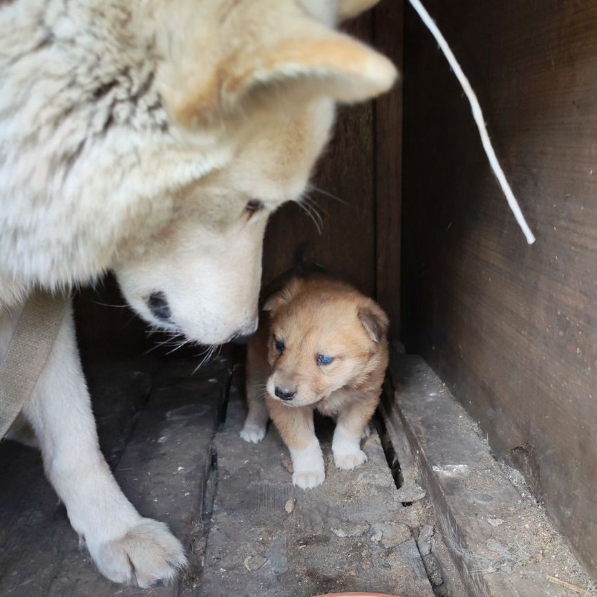 Западносибирская лайка, щенок