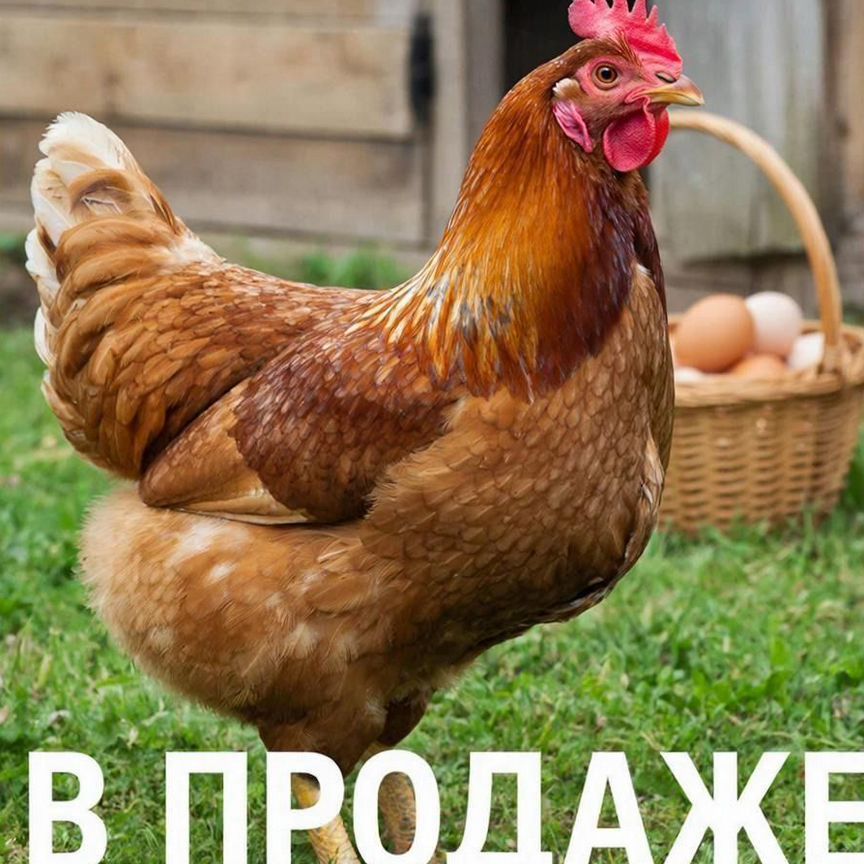 Куры несушки