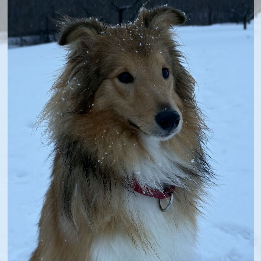 Шелти, щенок