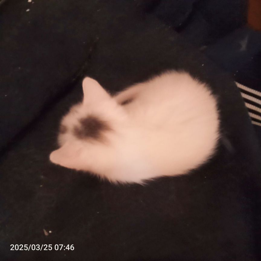 Продам котенка девочку