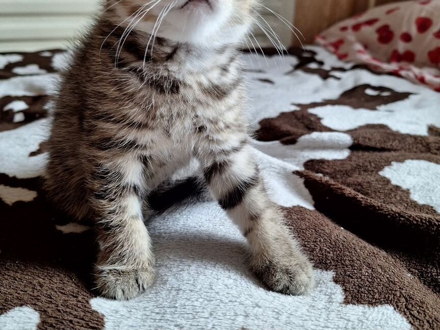 Британские котята