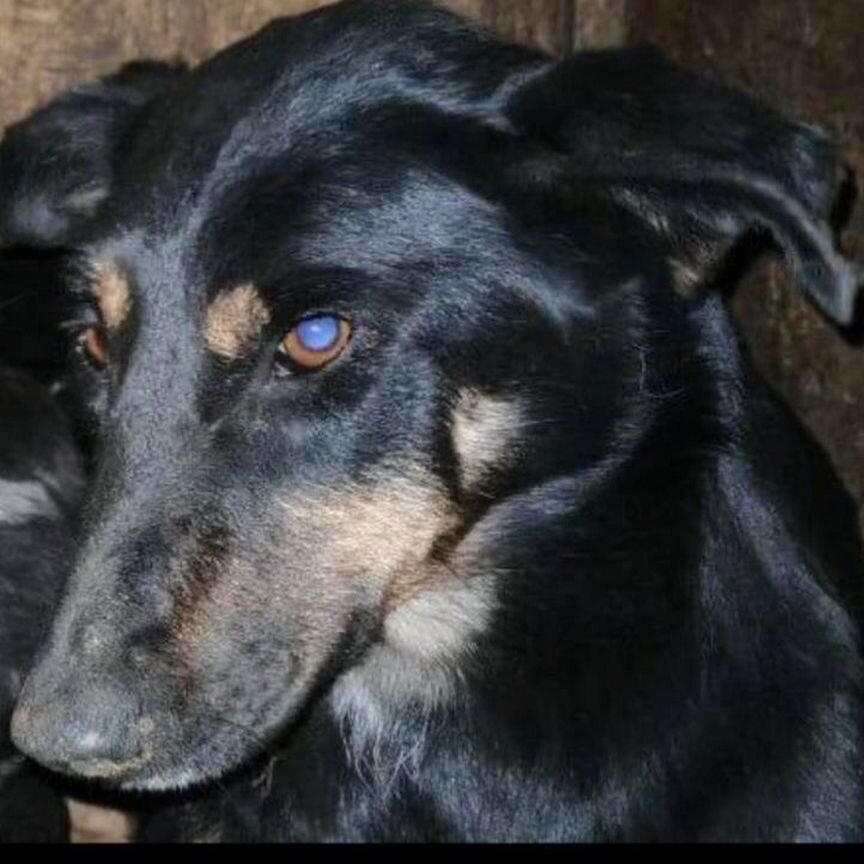 Взрослый пёс в добрые руки