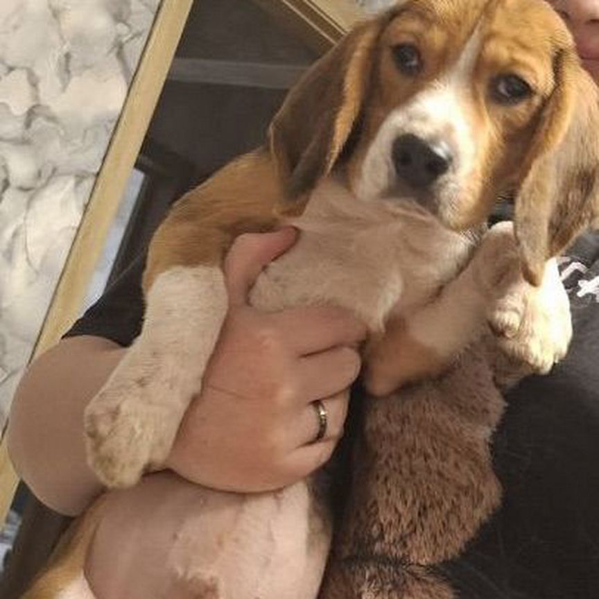 Собака бигль мальчик