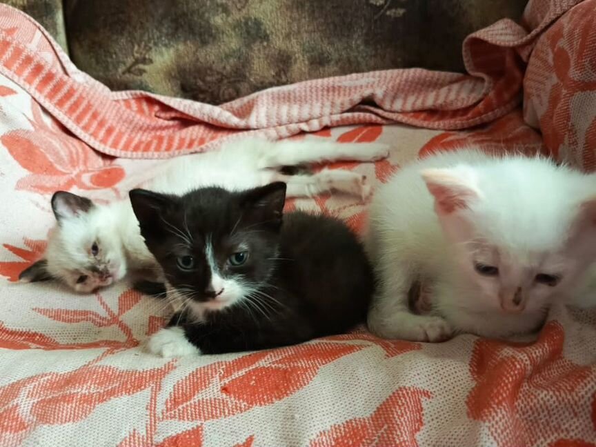 Котята в добрые руки