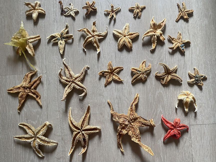 Морская звезда