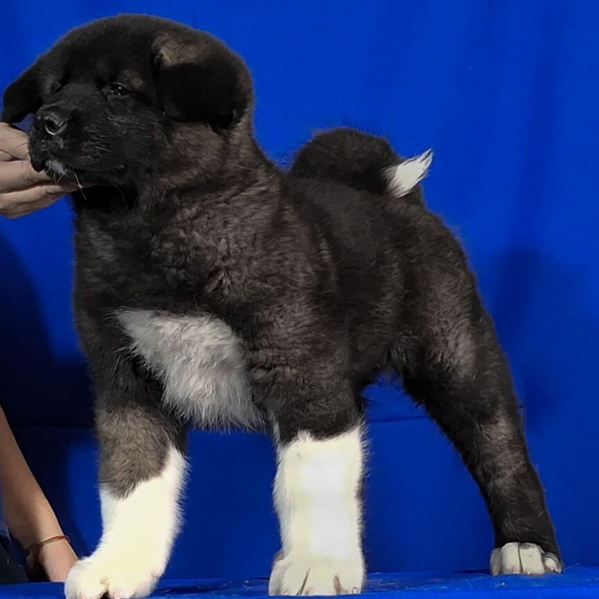 Американская акита, щенок