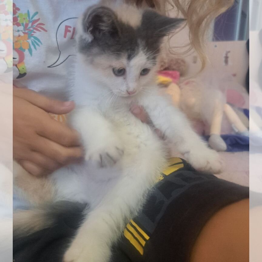 Отдам котёнка, бесплатно домашний,ест все