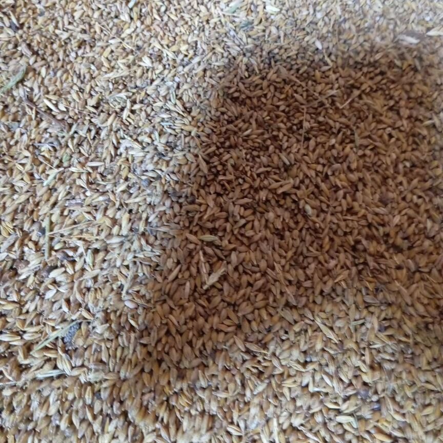 Зерно пшеница ячмень