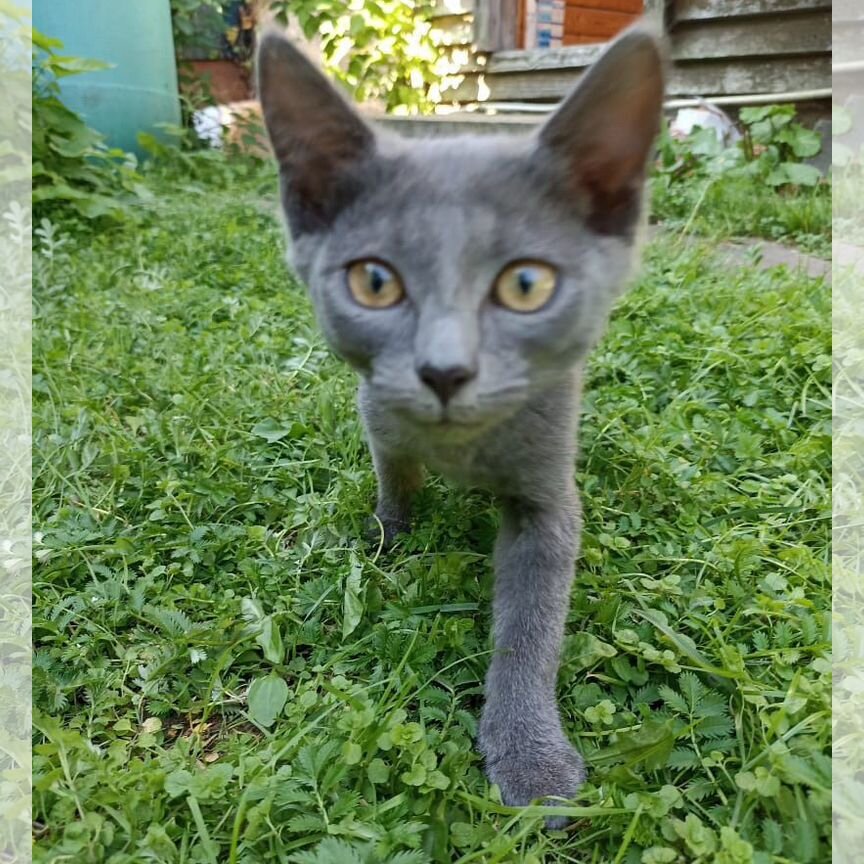 Котята в добрые руки бесплатно