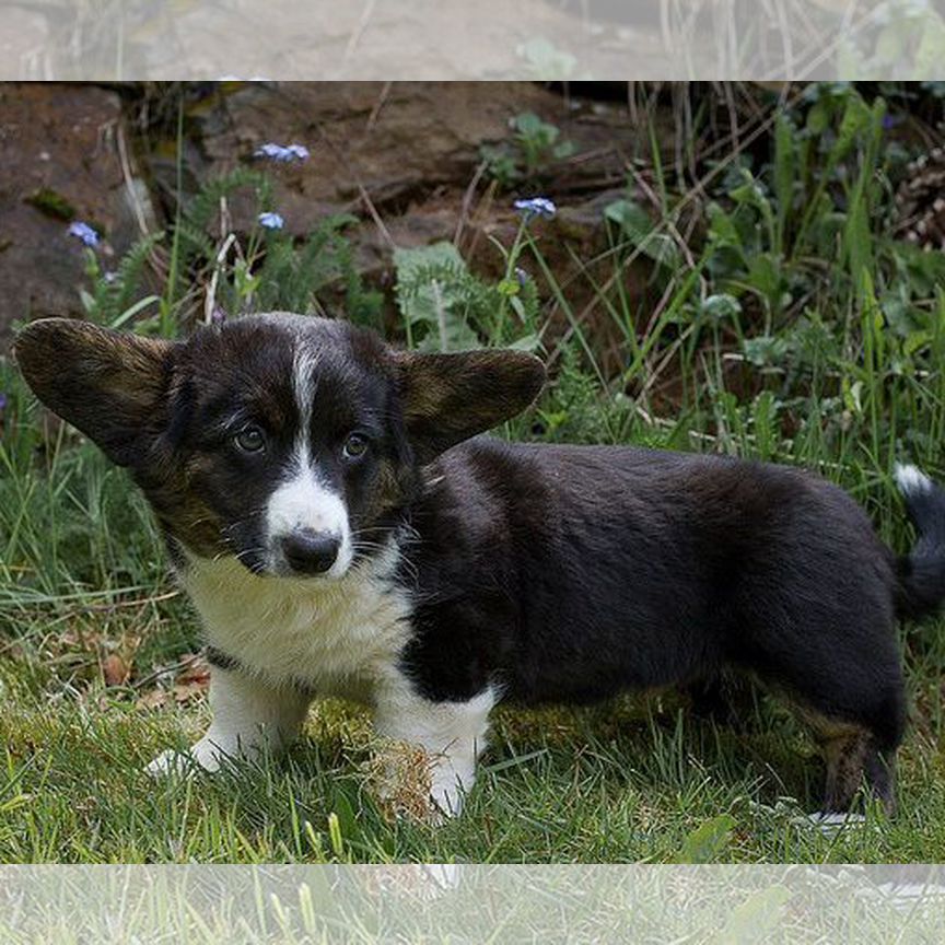 Вельш Корги Кардиган, щенок