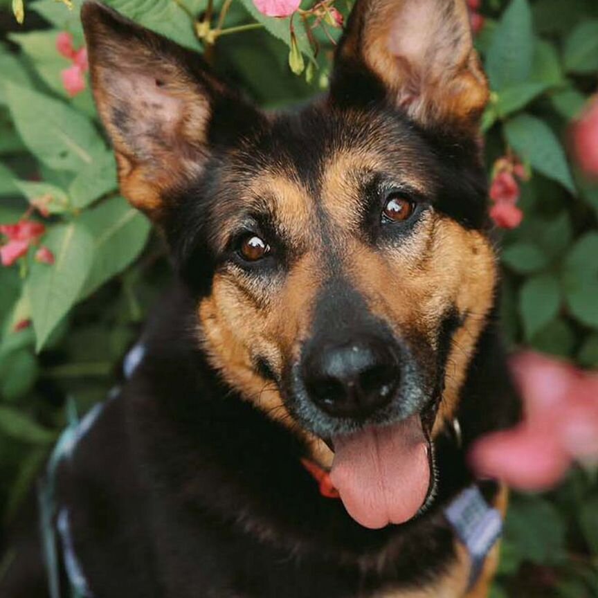 Взрослая собака в добрые руки