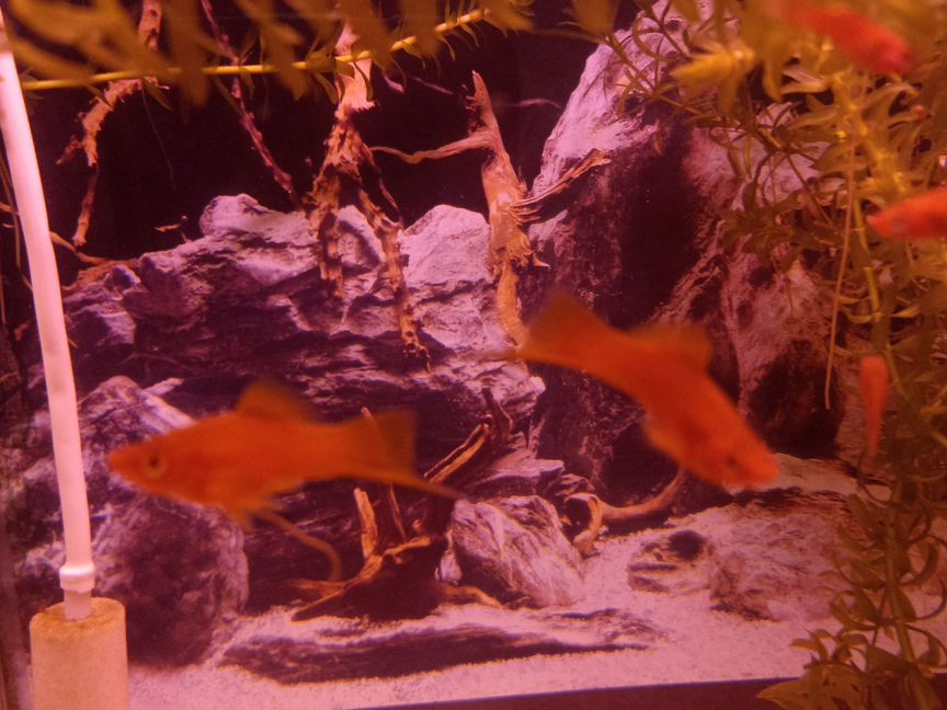 Меченосцы, растения