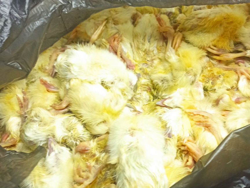 Цыплята суточные на корм животным