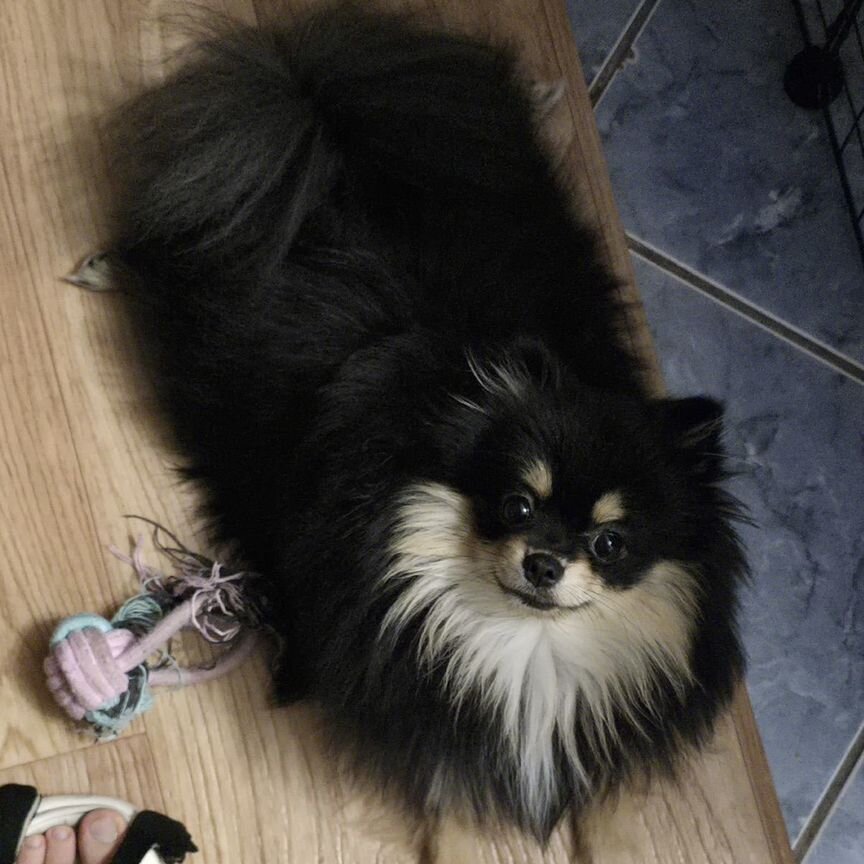 Померанский шпиц, щенок