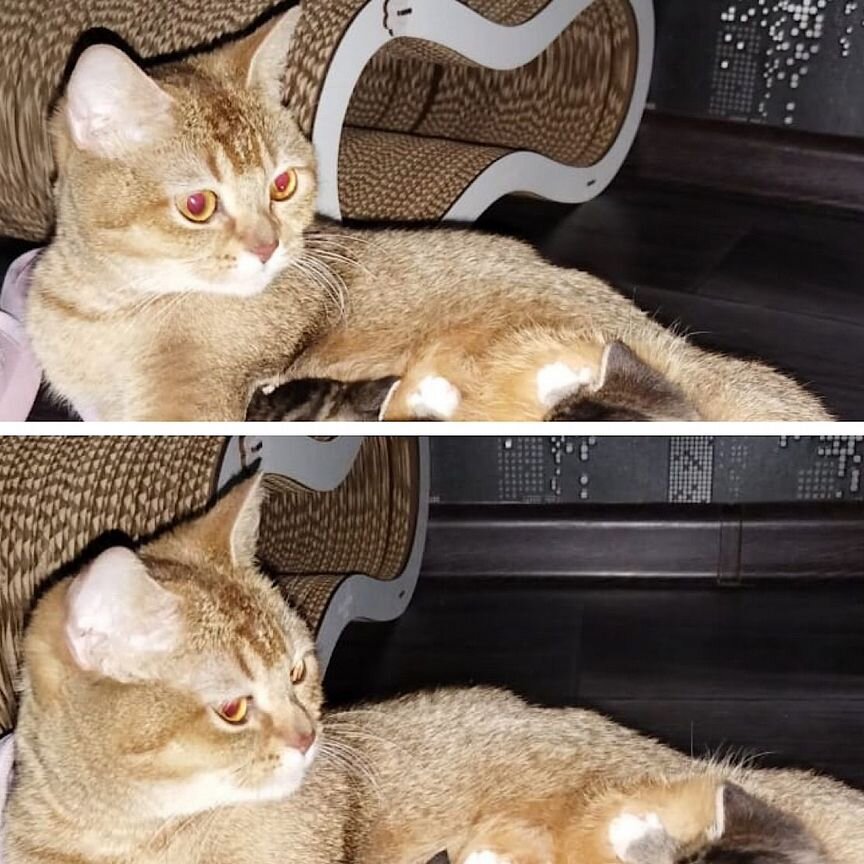 Британский короткошёрстный котёнок