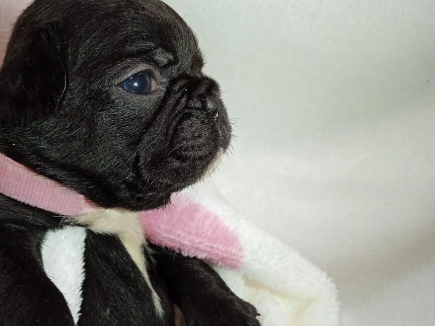 Французский бульдог щенки, от цветных родителей