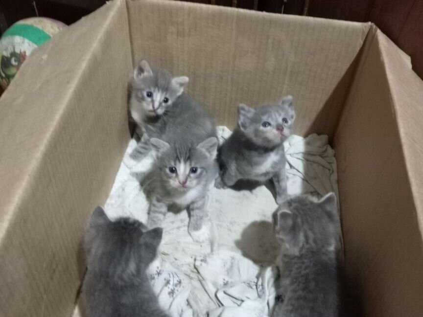 Котята в добрые руки
