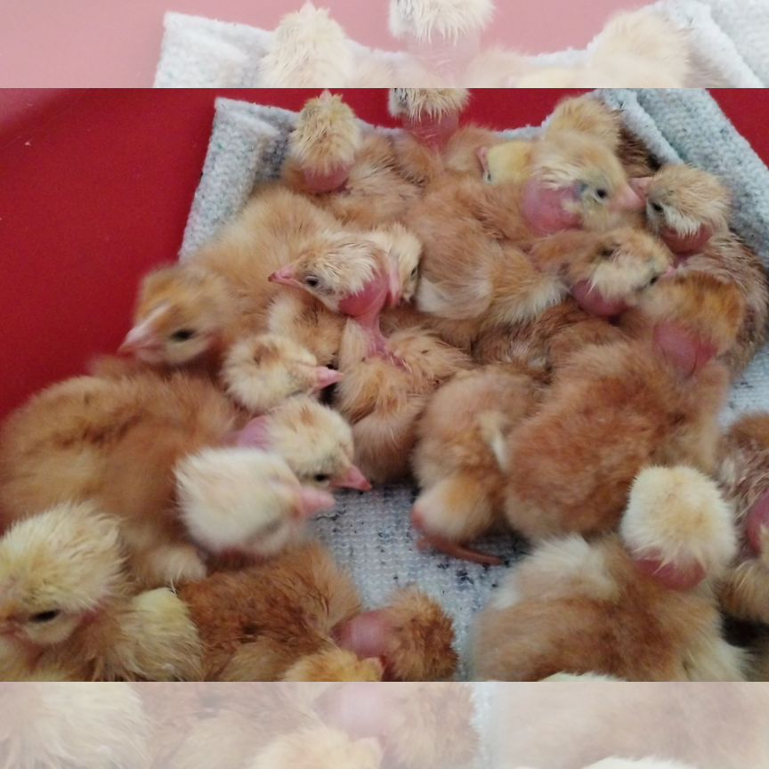 Цынлята Испанской Голошейки
