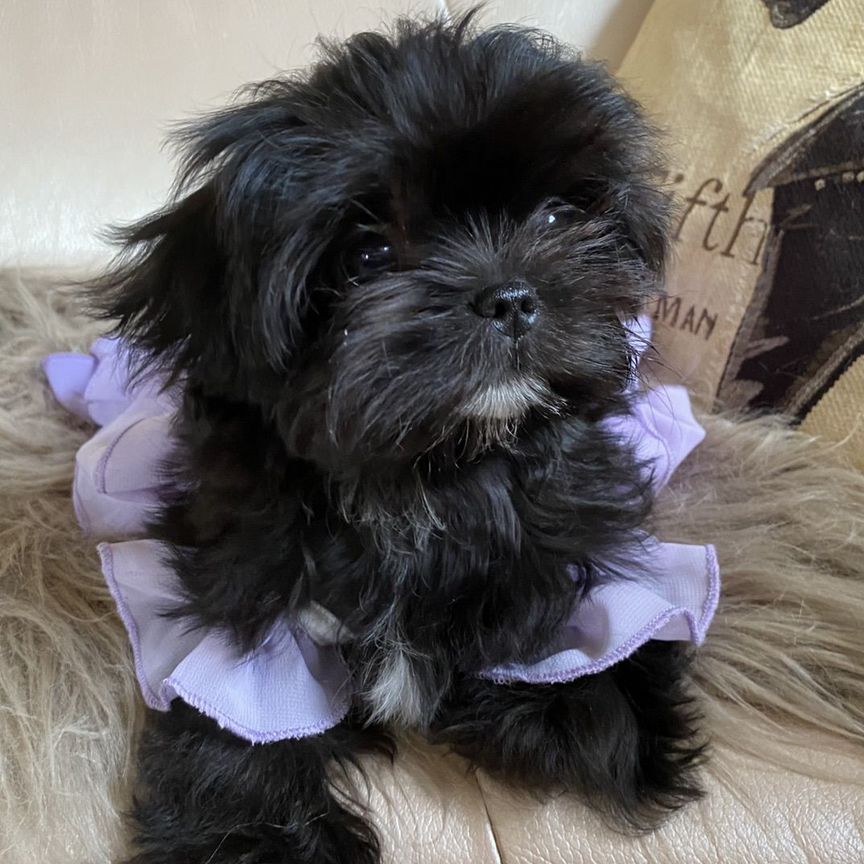 Чорки, щенок