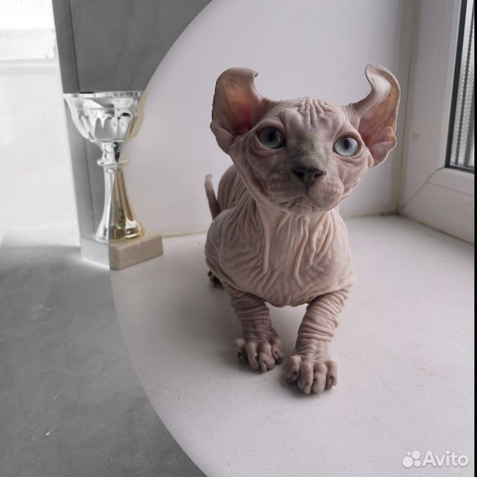 Эльфийка котенок