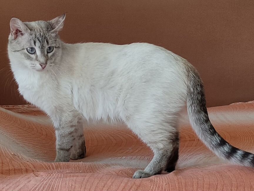 Кошка-голубоглазка ищет дом