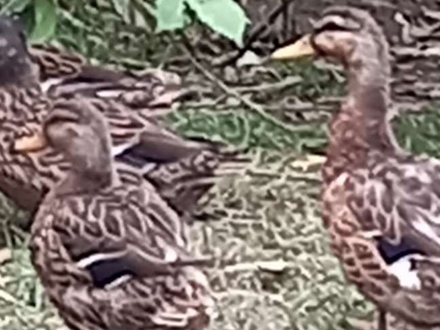 Утки подсадные