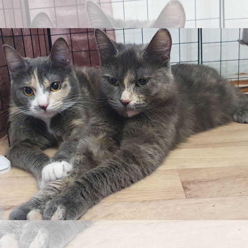 Стерилизованные кошечки ищут дом