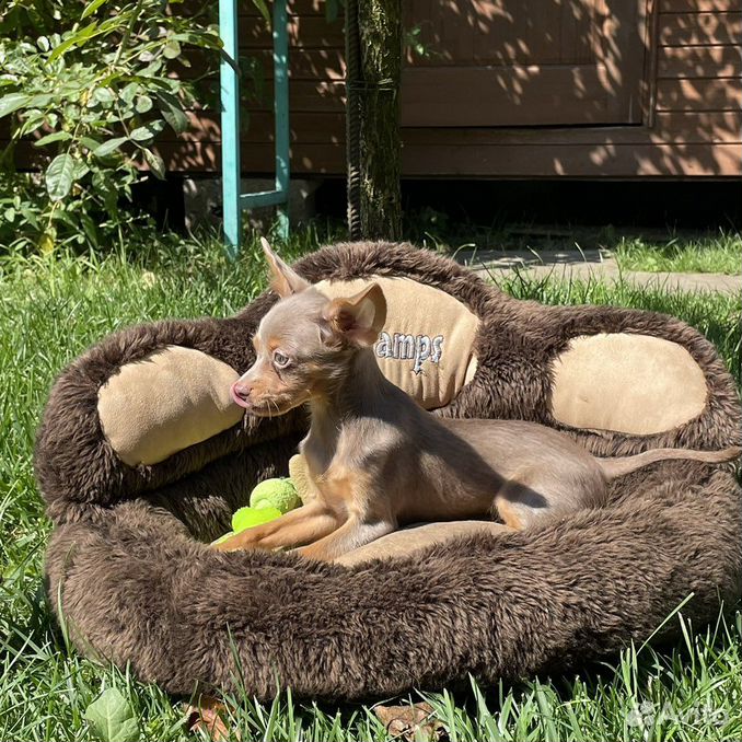 Серебряный призрак