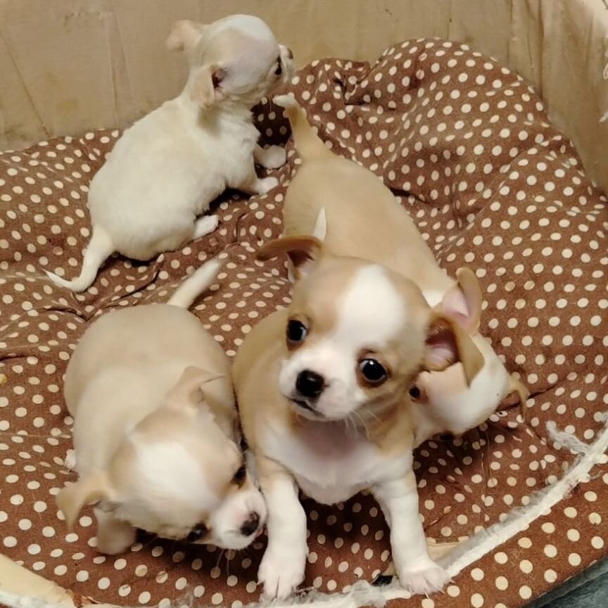 Чихуахуа, щенок