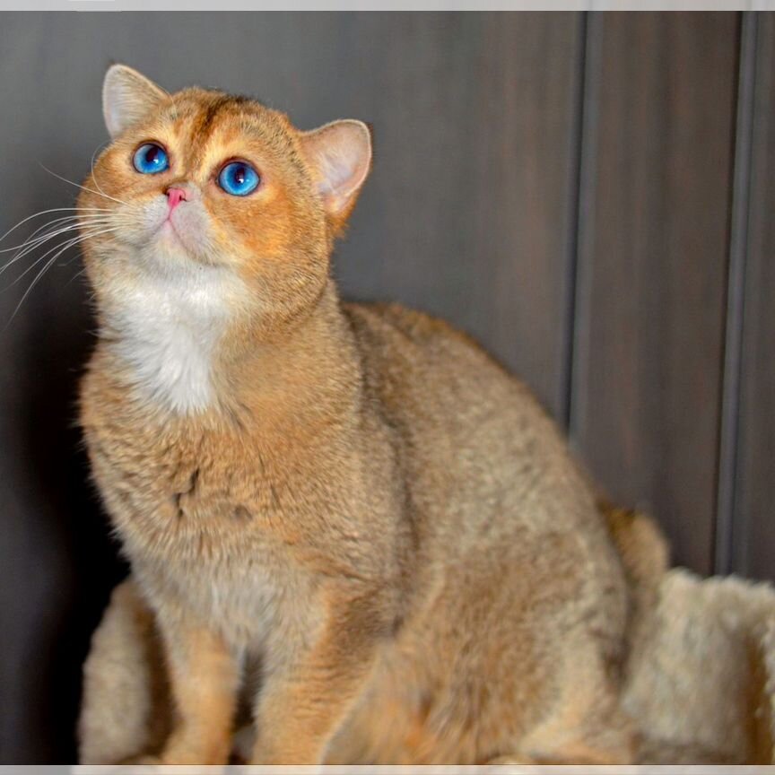 Доминантный синеглазый шоколадный золотой мальчик