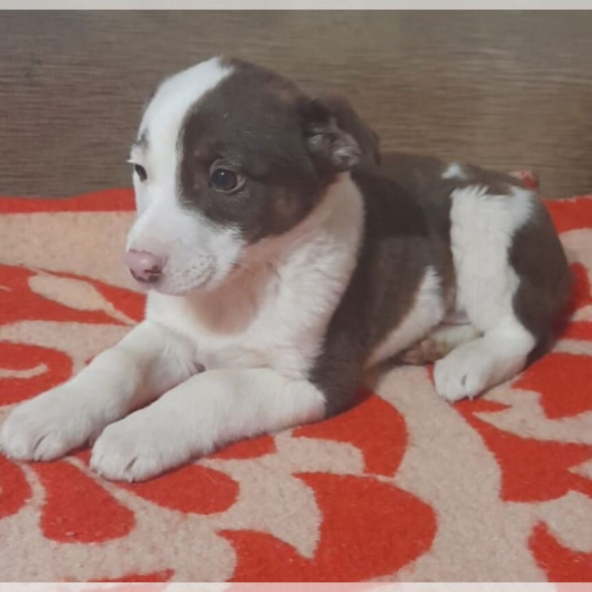 Щенок в добрые руки