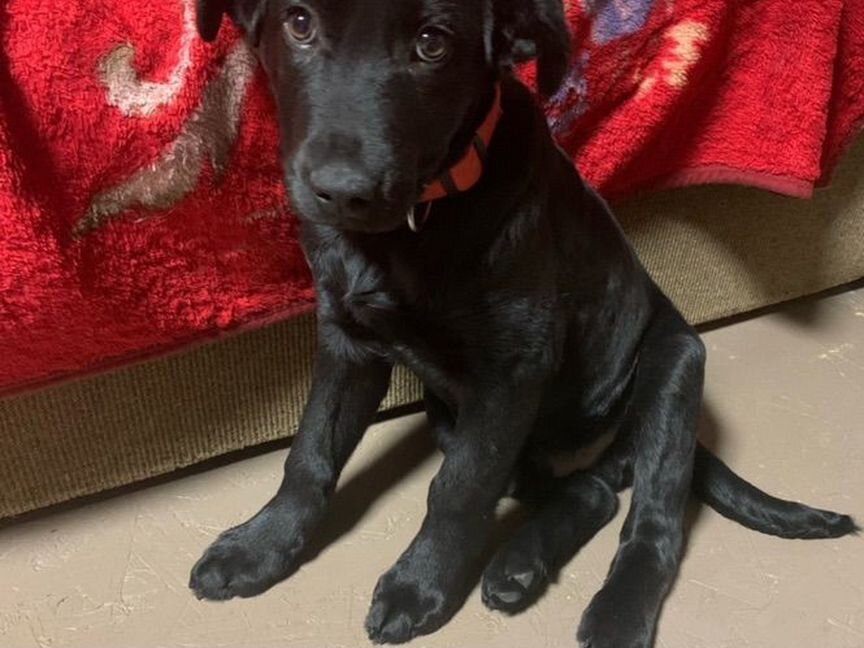 Собака в добрые руки