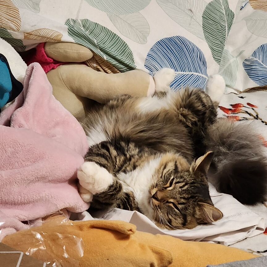 Кошка в дар бесплатно