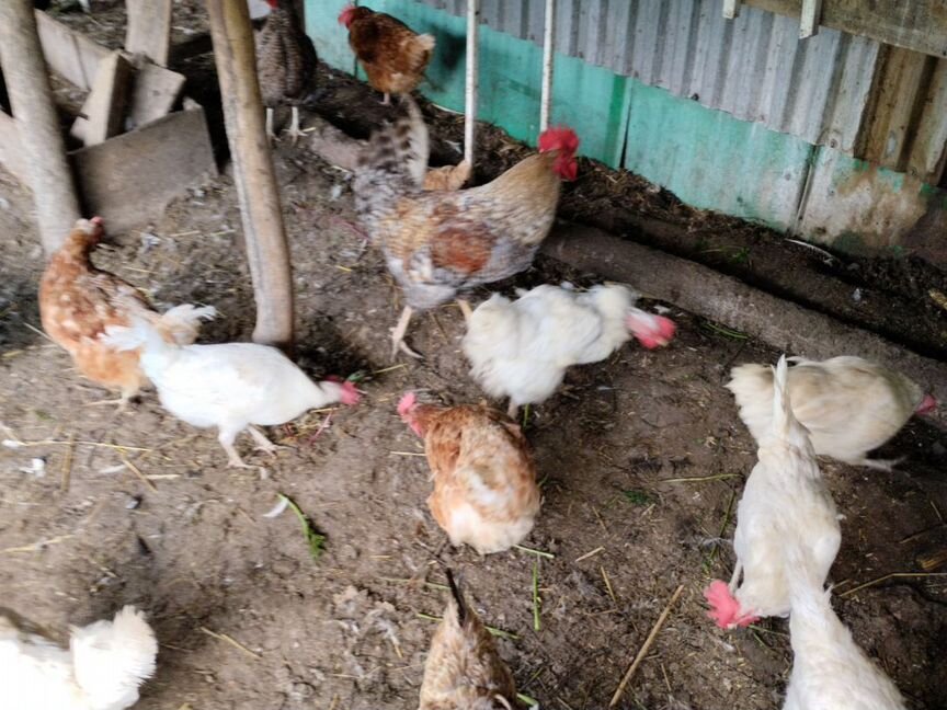 Куры несушки