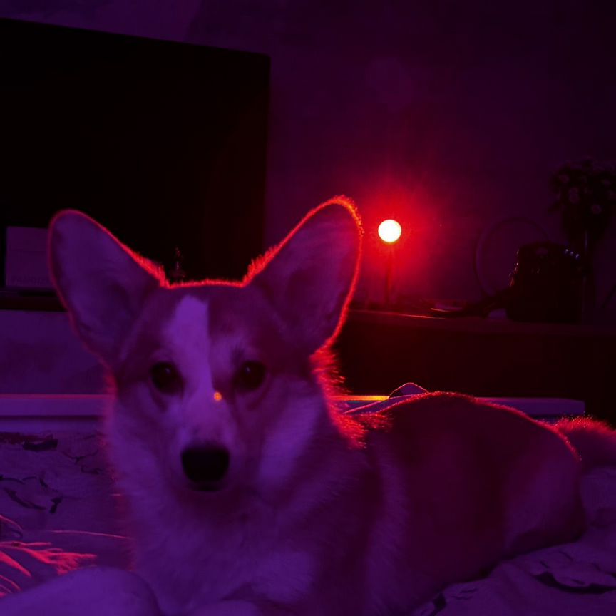 Корги пемброк подросток девочка