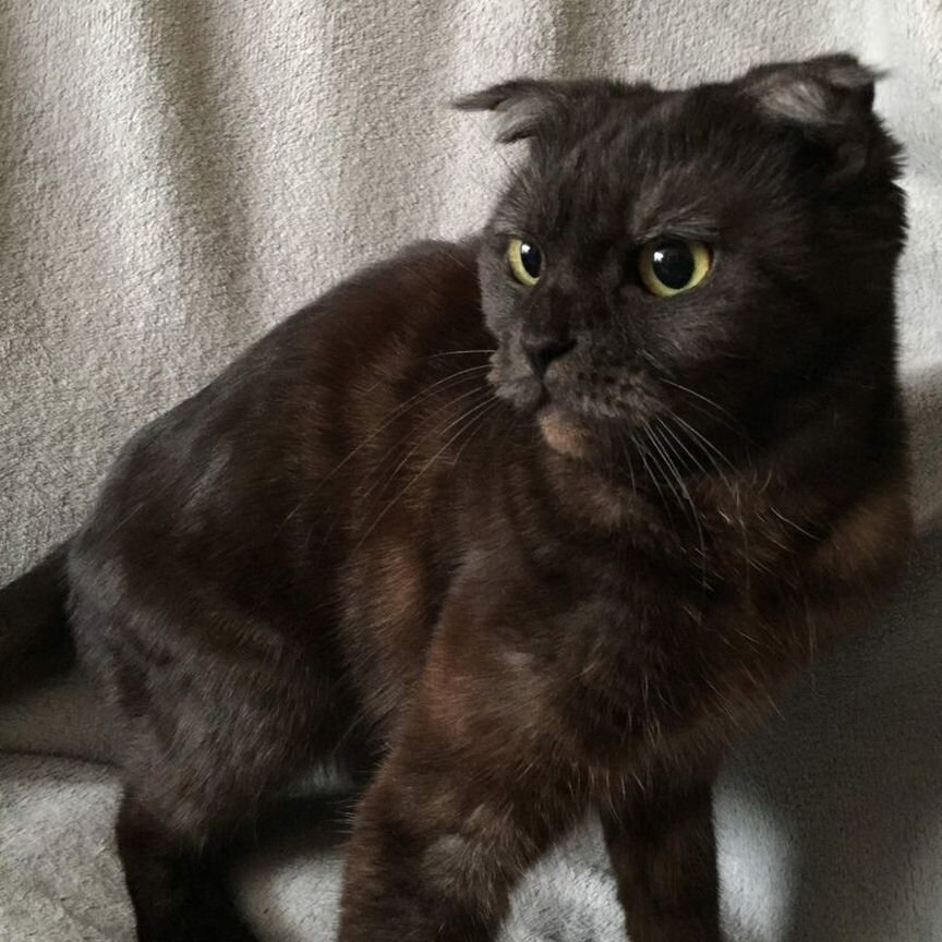 Кошка шотландская вислоухая