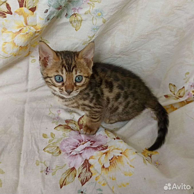 Бенгальские котятки