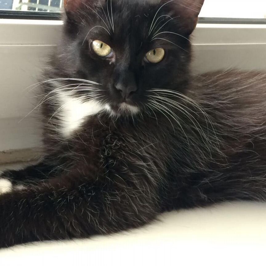 Котик Микки